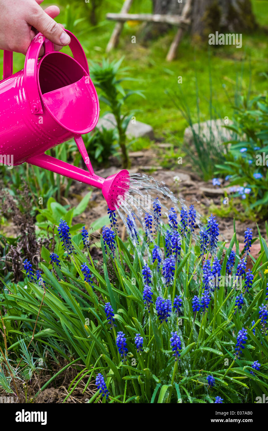 Spring works in the garden: watering plants watering can Stock Photo ...