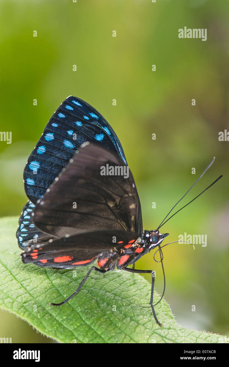 Starry night butterfly hi-res stock photography and images - Alamy