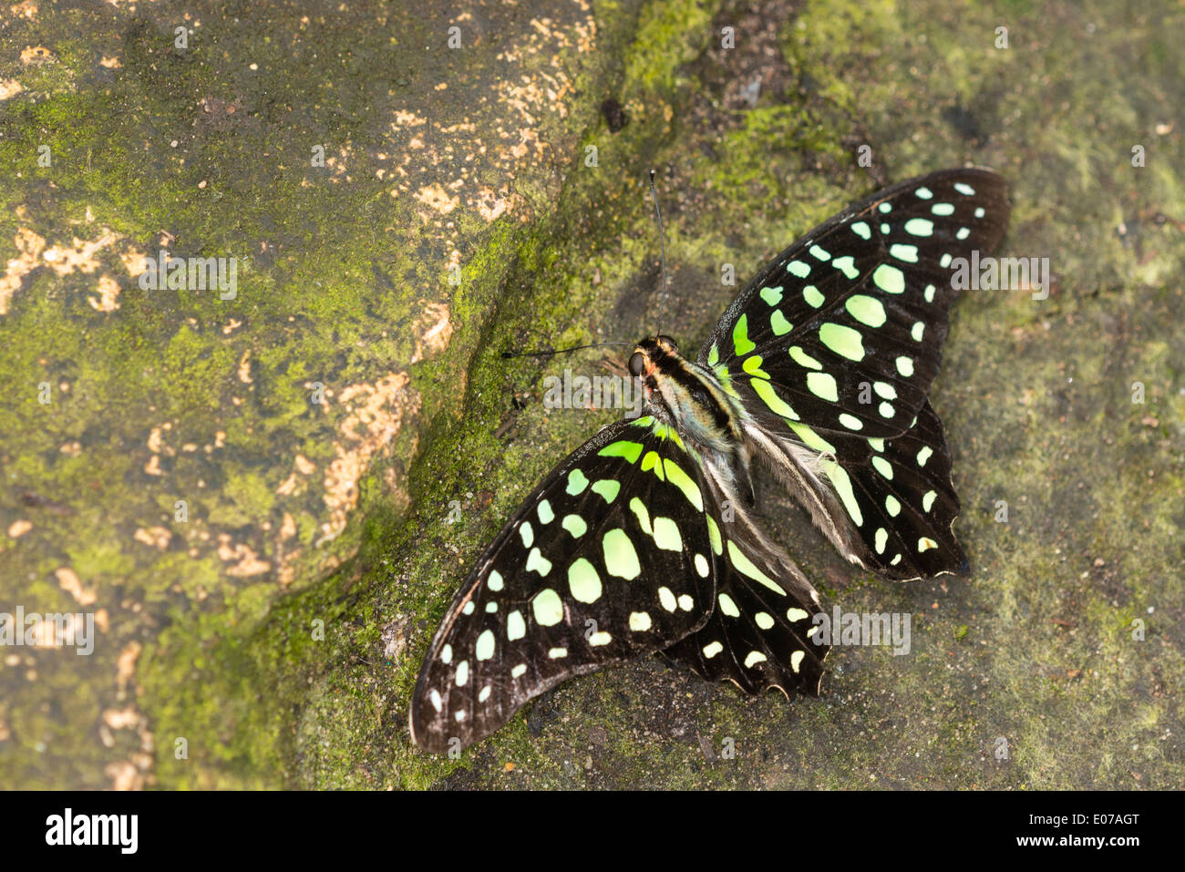 Green spotted triangle hi-res stock photography and images - Alamy