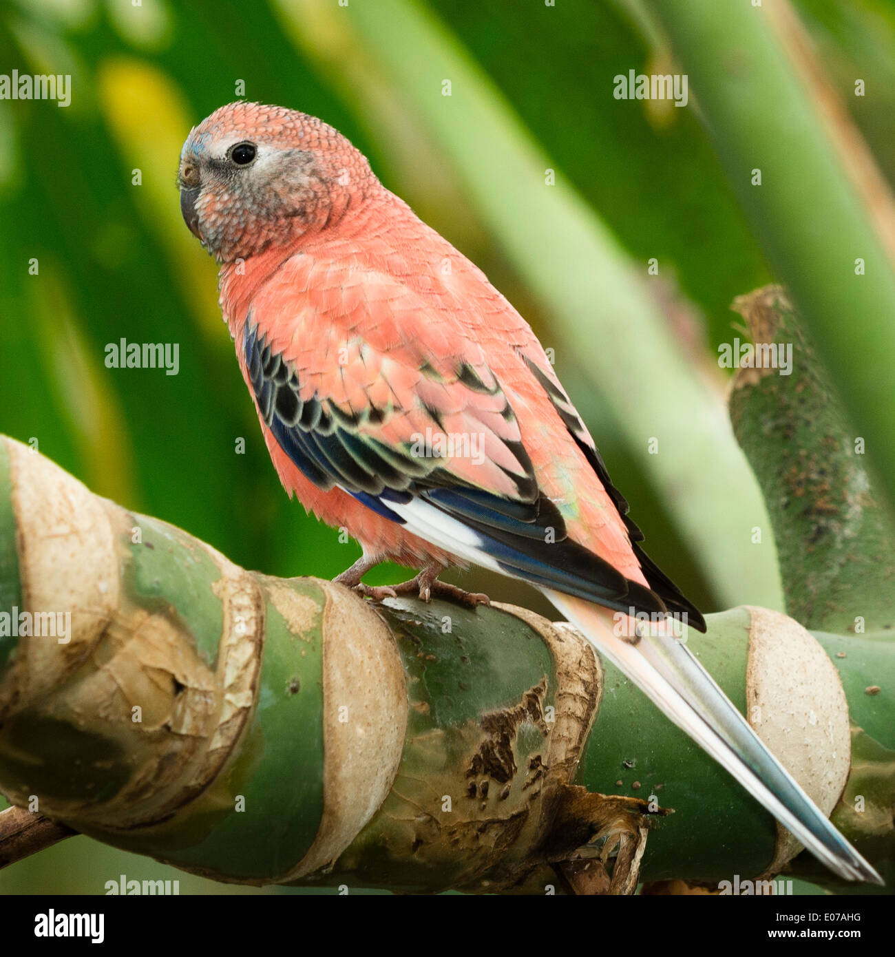 Bourke's parakeet hi-res stock photography and images - Alamy