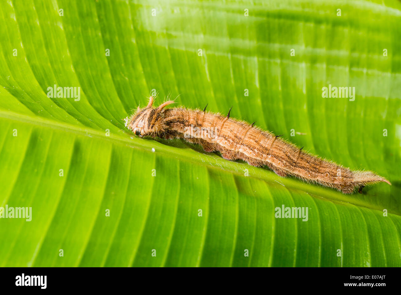 A mature larva of the Owl butterfly Stock Photo - Alamy