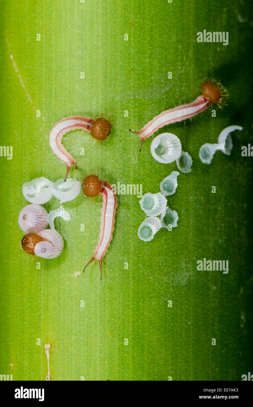 Young larvae of the Owl butterfly Stock Photo - Alamy