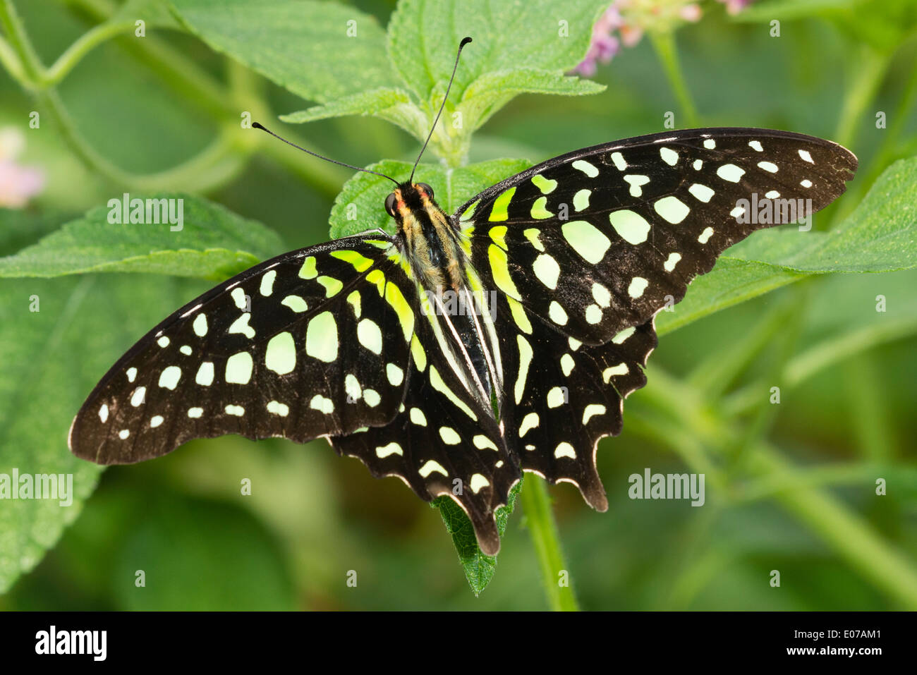 Green spotted triangle hi-res stock photography and images - Alamy