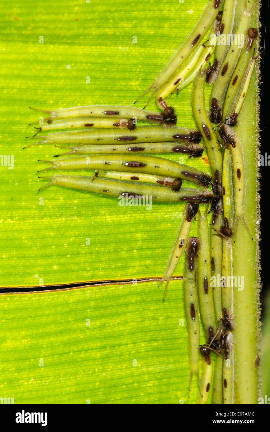 Young larvae of the Owl butterfly Stock Photo - Alamy