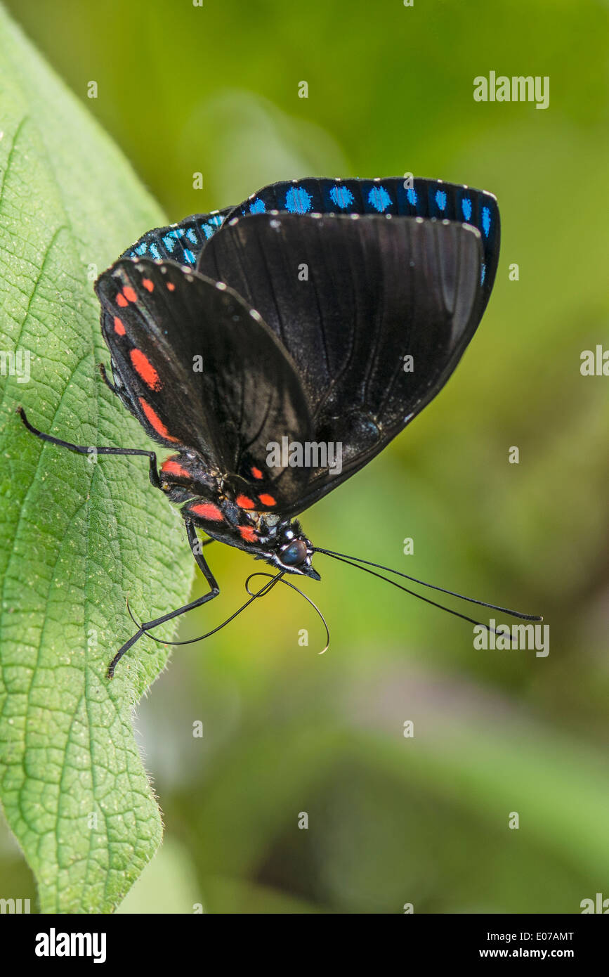 Starry night butterfly hi-res stock photography and images - Alamy