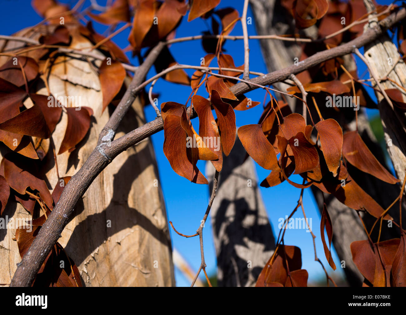 Mopane Dried Leaves, Ondangwa, Namibia Stock Photo - Alamy