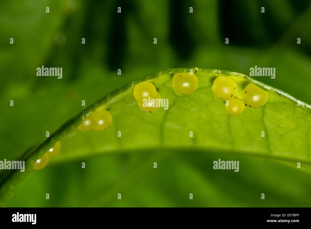 Great mormon butterflies hi-res stock photography and images - Alamy