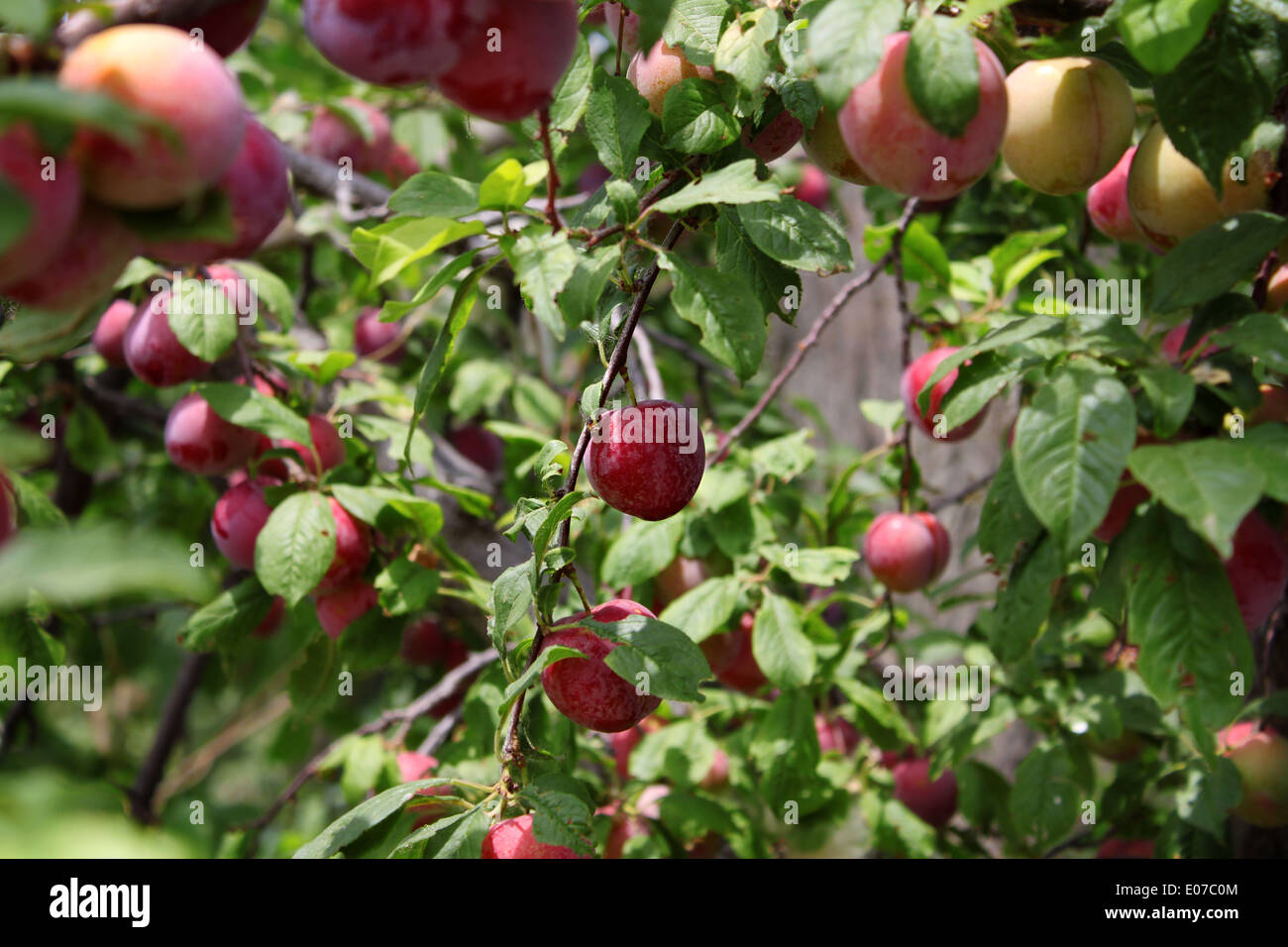 Summer fruit lebanon hi-res stock photography and images - Alamy