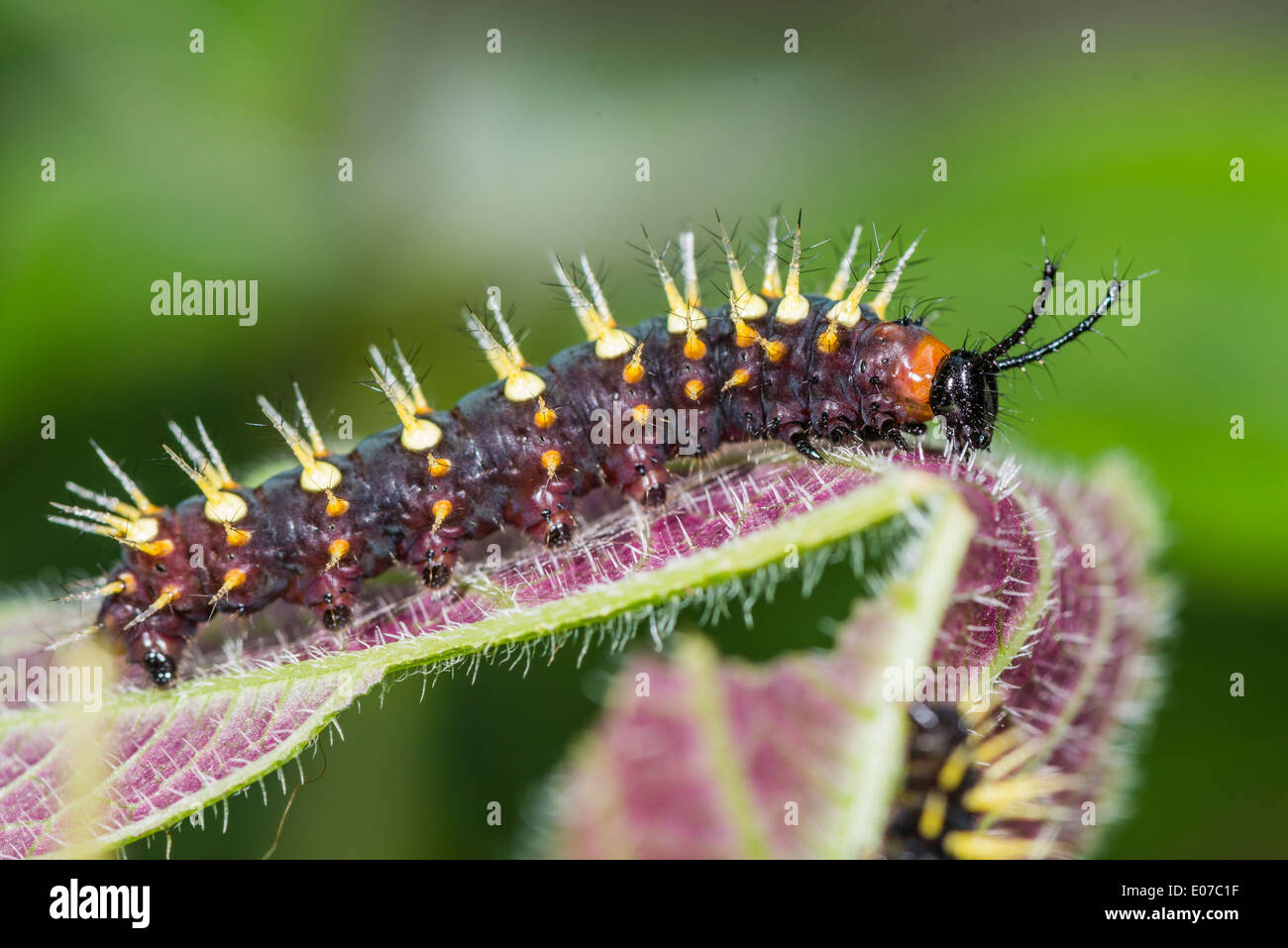 Rusty tipped page butterfly hi-res stock photography and images - Alamy