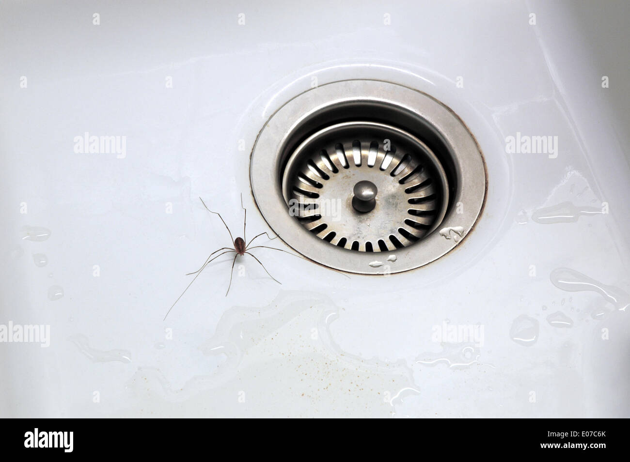 Illustration - A spider sits in a kitchen sink in Germany, 08 September ...