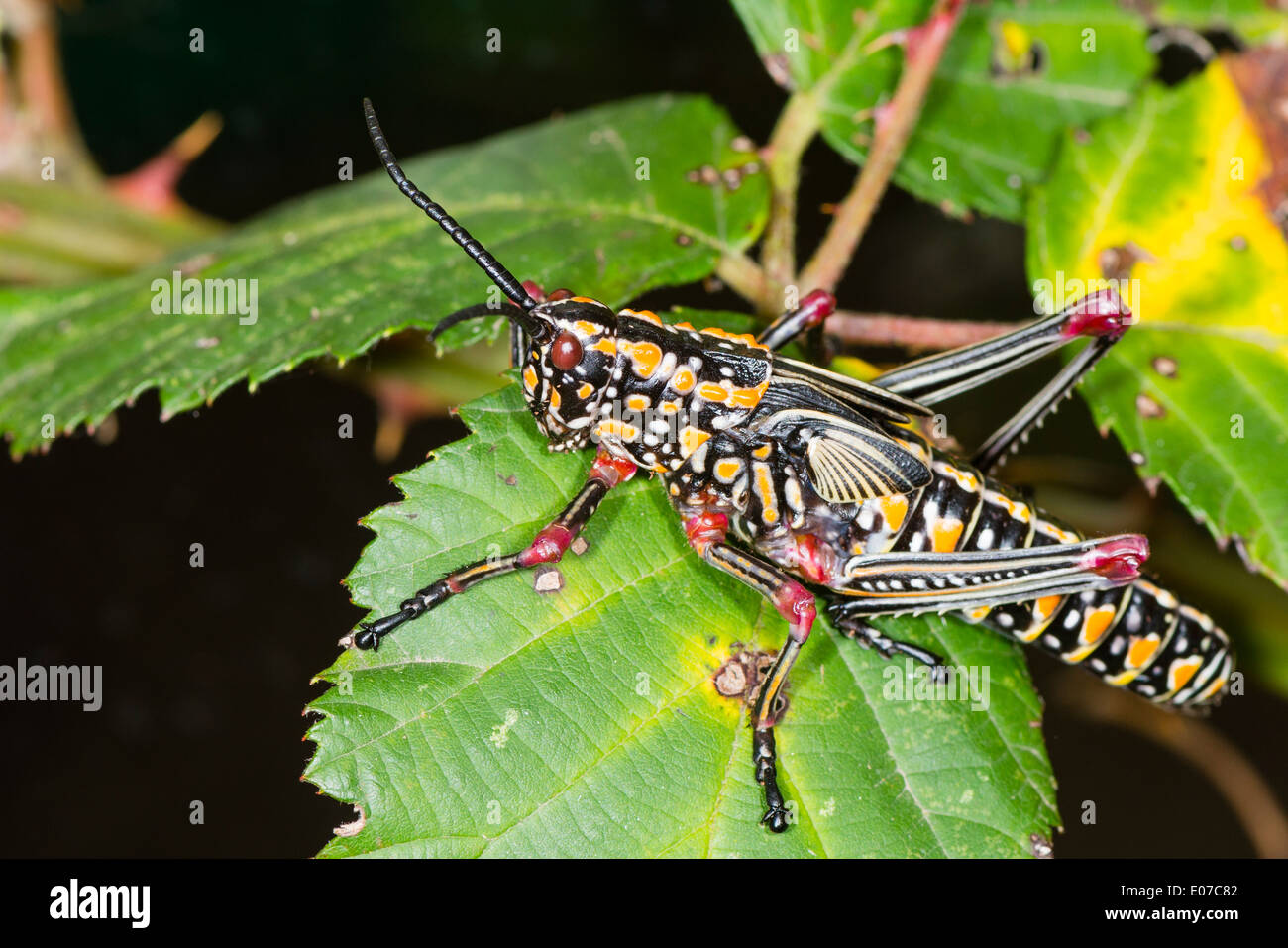 Phymateus hi-res stock photography and images - Alamy