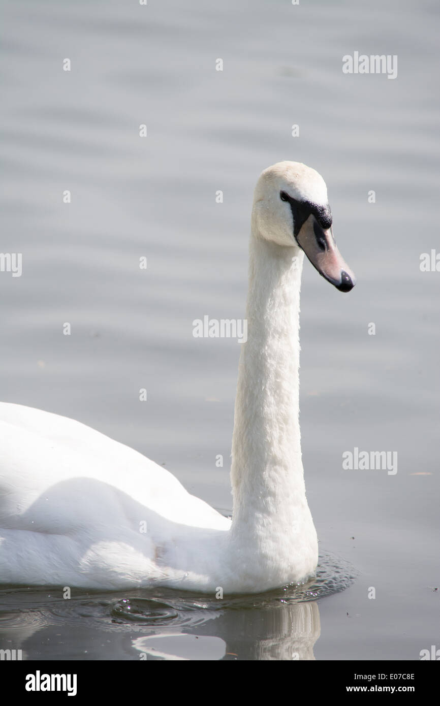 Photo of a swan hi-res stock photography and images - Alamy