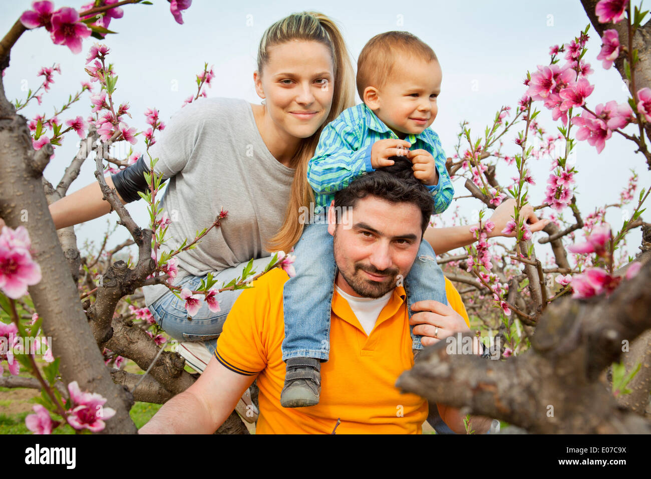 Family with toddler boy walking among blooming cherry trees , Austria ...