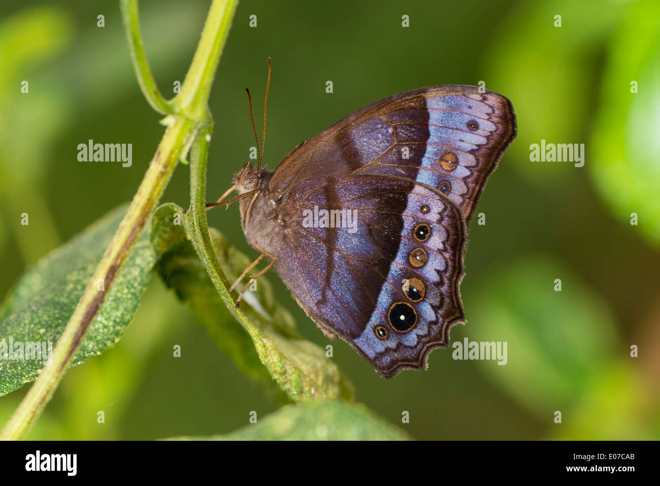 Satyr butterfly hi-res stock photography and images - Alamy