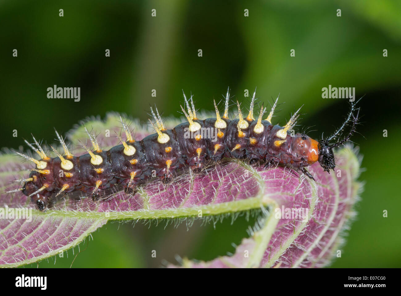 Rusty tipped page butterfly hi-res stock photography and images - Alamy