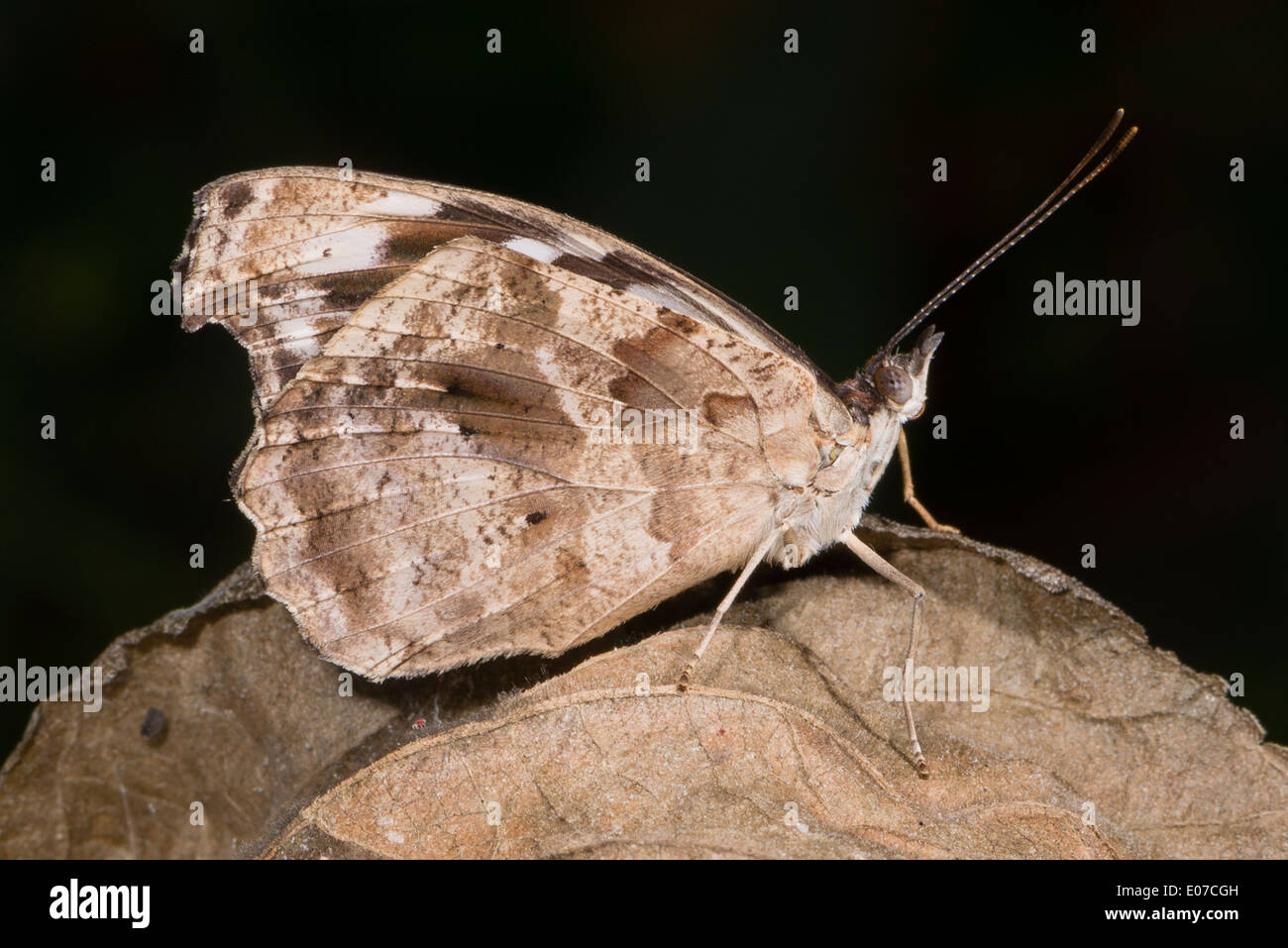 Whitened blue wing hi-res stock photography and images - Alamy
