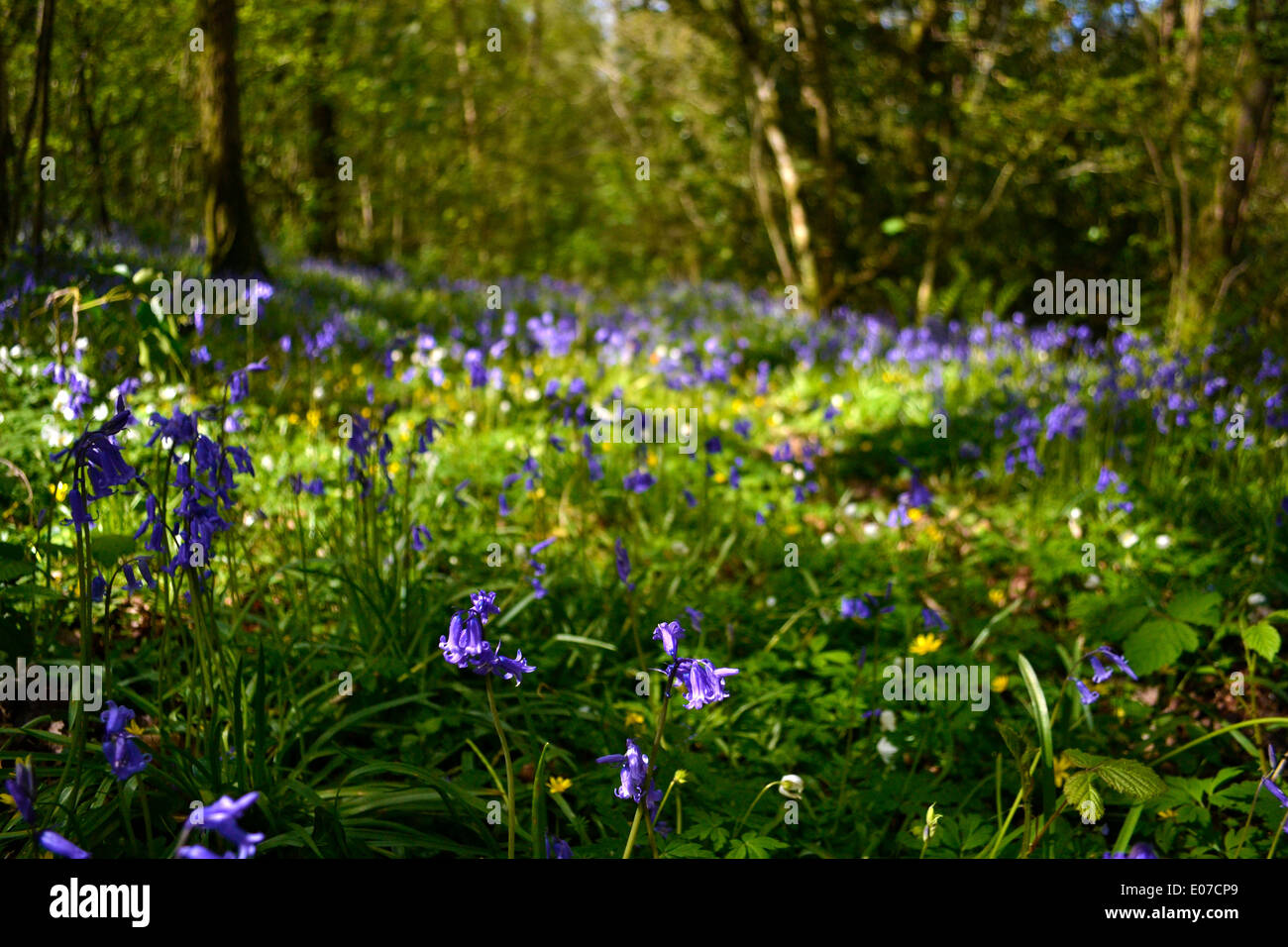Bluebell woods in Wales Stock Photo - Alamy
