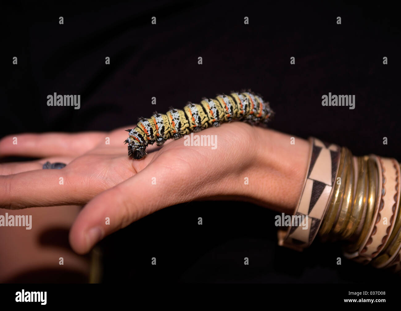 Mopane Worm Emperor Moth, Okonjima, Namibia Stock Photo - Alamy