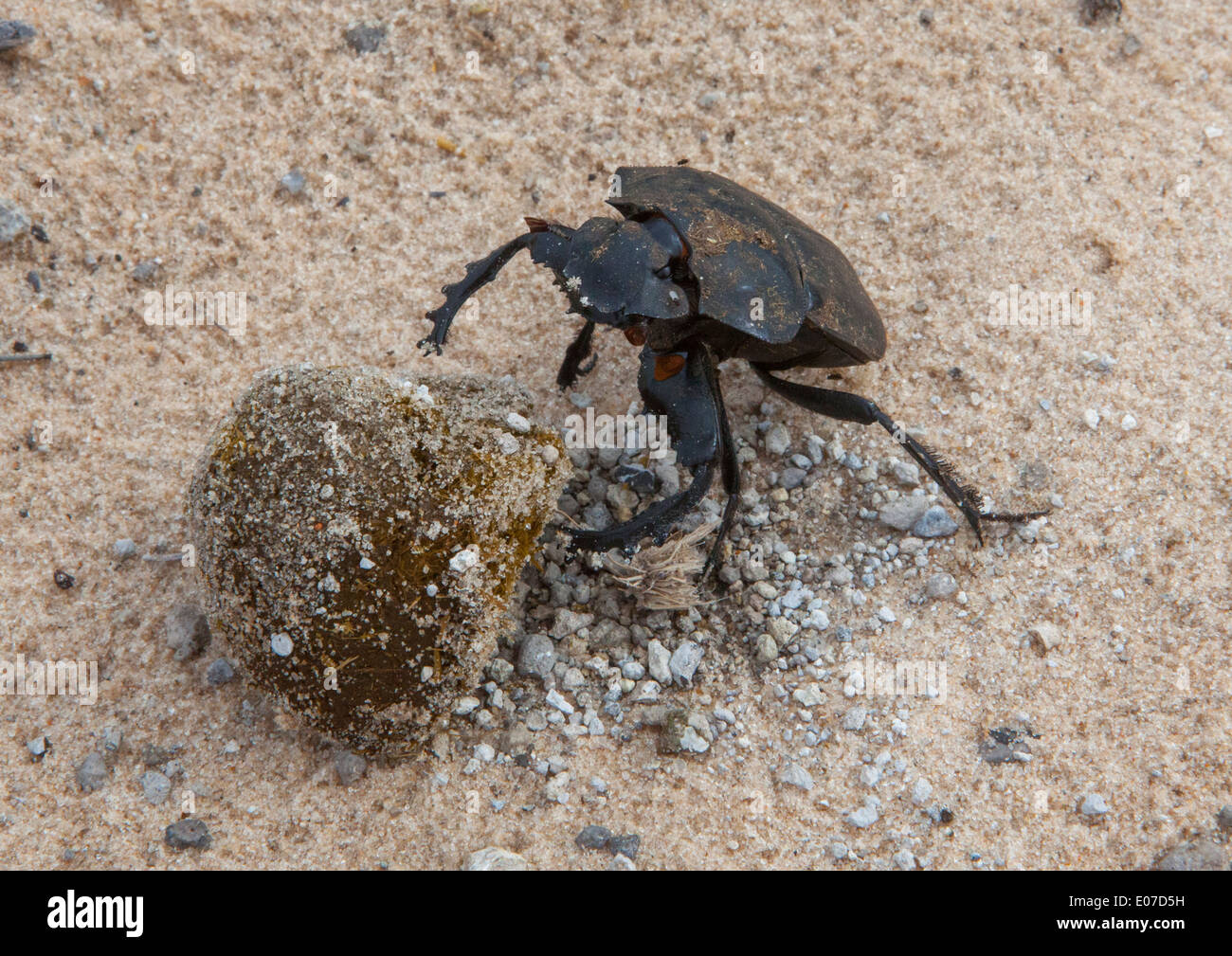 Namib Beetle High Resolution Stock Photography and Images - Alamy