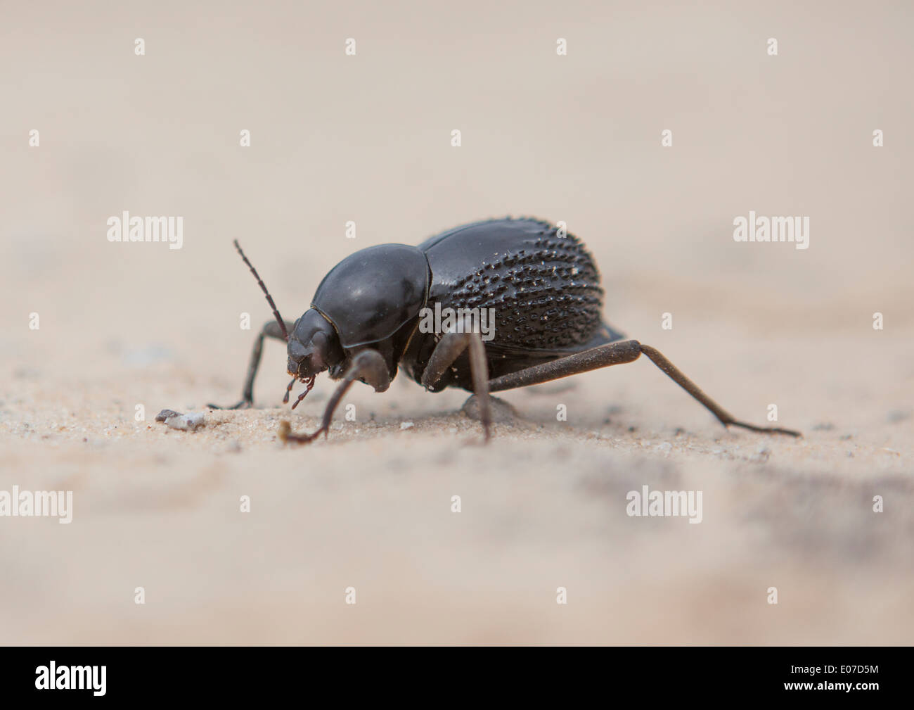 Tok tokkie hi-res stock photography and images - Alamy