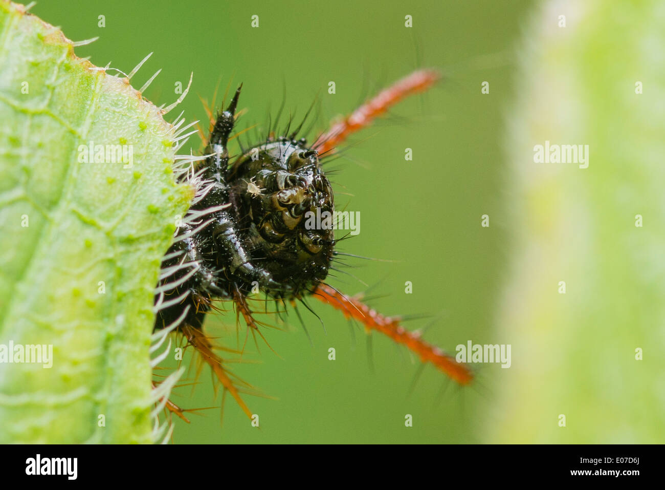 Tipped head hi-res stock photography and images - Alamy