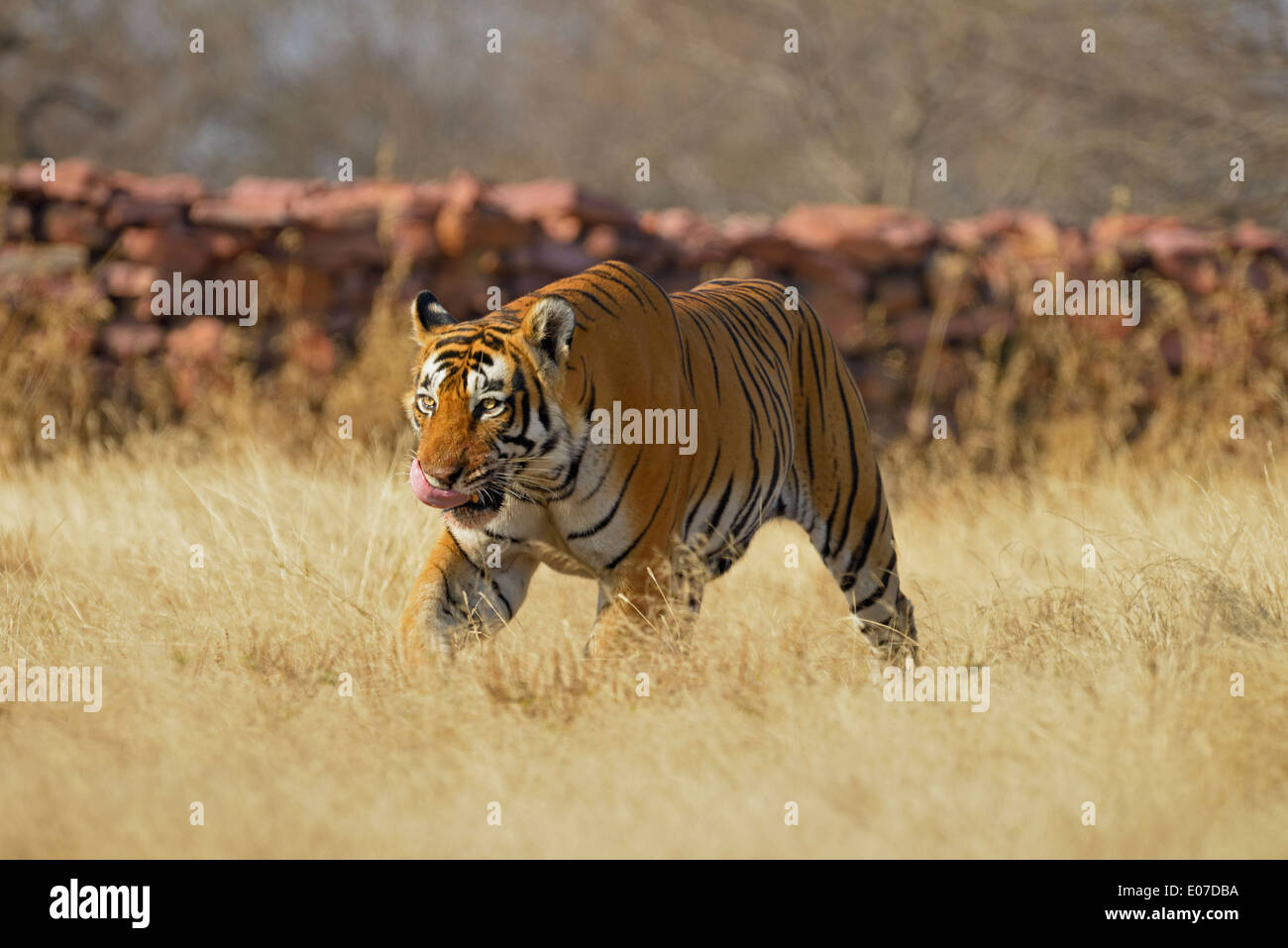 Male bengal tiger hi-res stock photography and images - Alamy