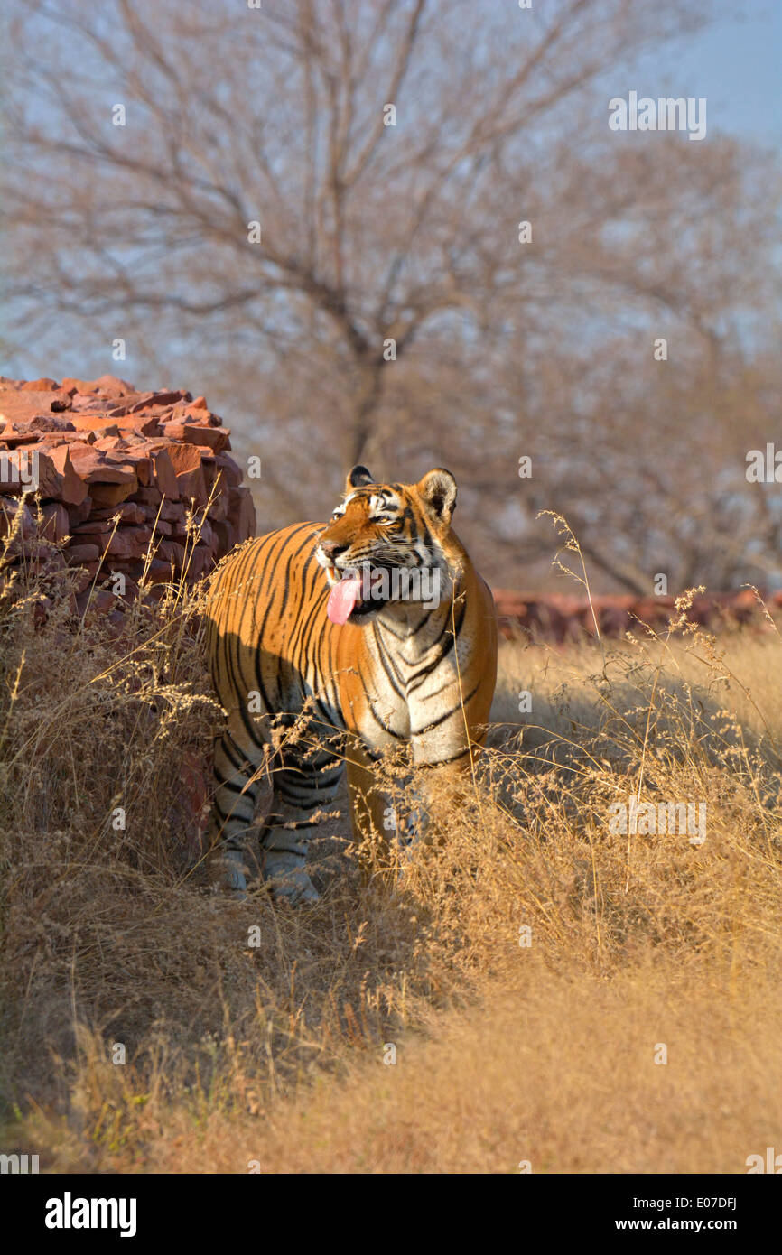 Cat flehmen response hi-res stock photography and images - Alamy