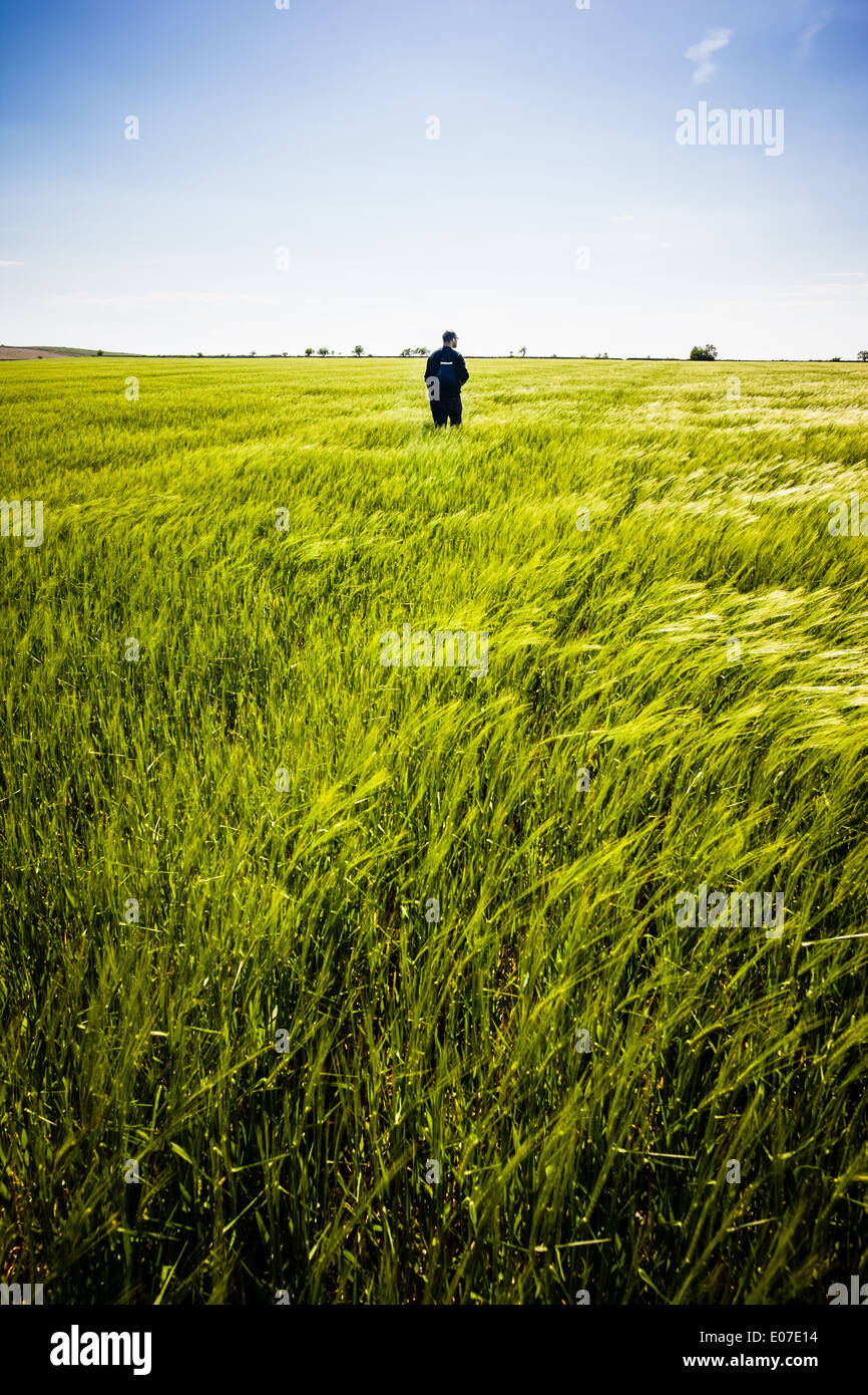 a lone man walking in a big green field Stock Photo - Alamy