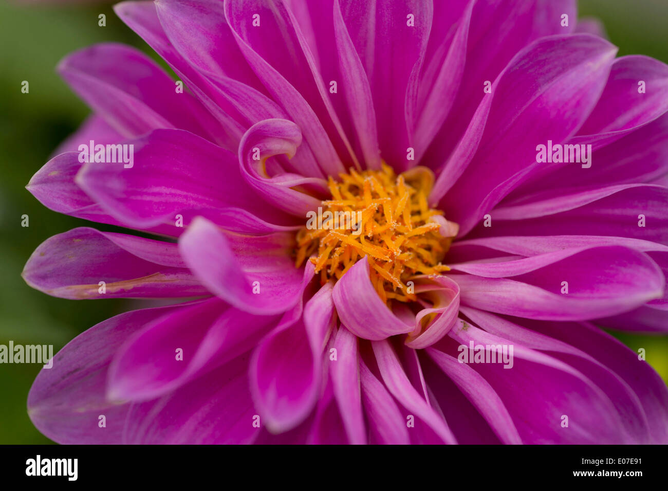 Hofstra university campus hi-res stock photography and images - Alamy