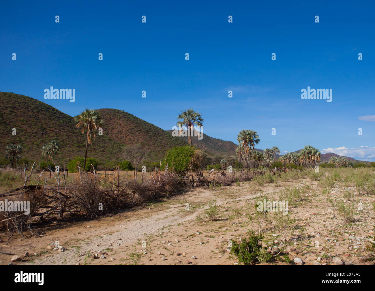 Palms Trees In An Arid Landscape, Epupa, Namibia Stock Photo - Alamy