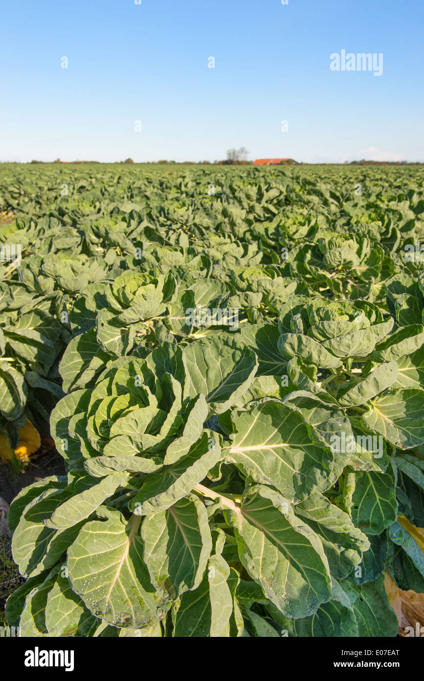 sprouts growing in the agricultural fields Stock Photo - Alamy