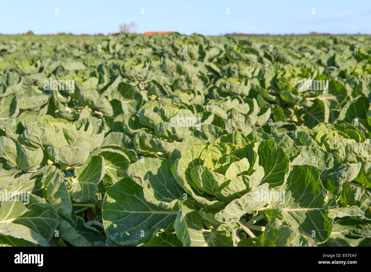 sprouts growing in the agricultural fields Stock Photo - Alamy