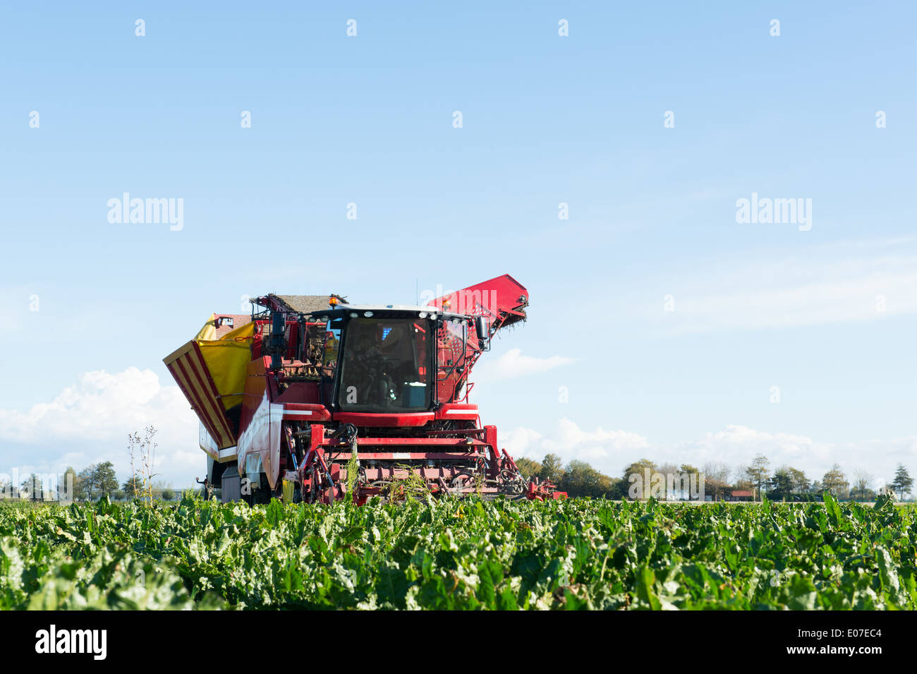 Harvesting sugar beets from the fields Stock Photo - Alamy