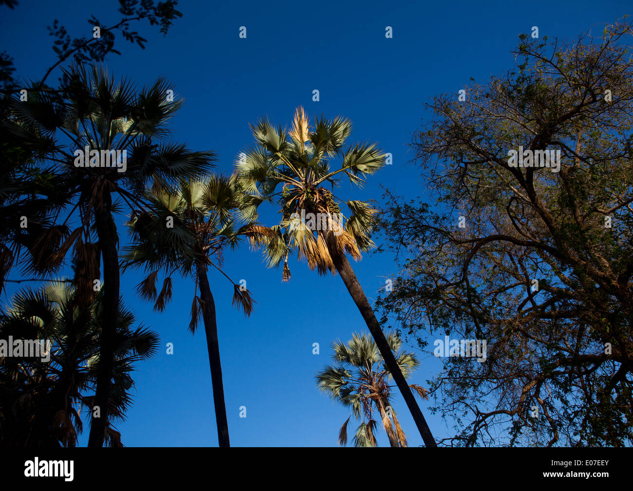 Palm Trees In Epupa, Namibia Stock Photo - Alamy