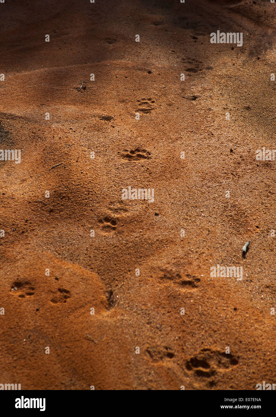 Leopard Footprint, Okonjima, Namibia Stock Photo - Alamy