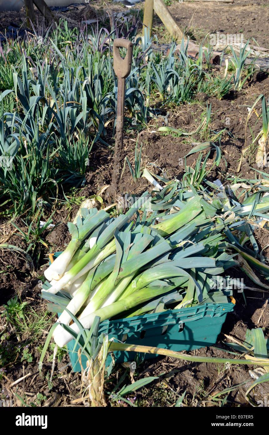 Organic leeks freshly dug from a garden in south of England. UK Stock Photo - Alamy