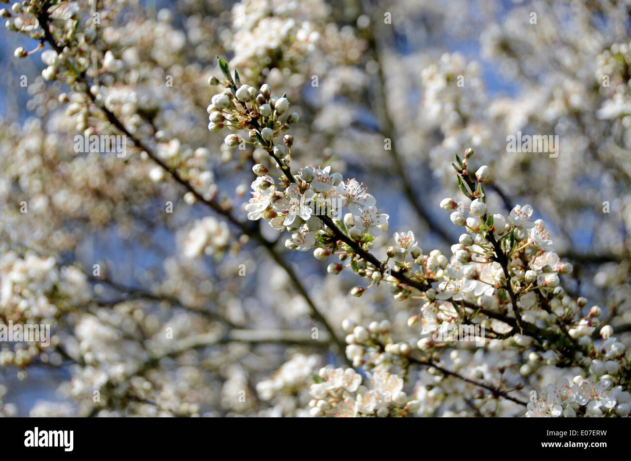 Spring blossom on cherry trees in south of England. UK Stock Photo - Alamy
