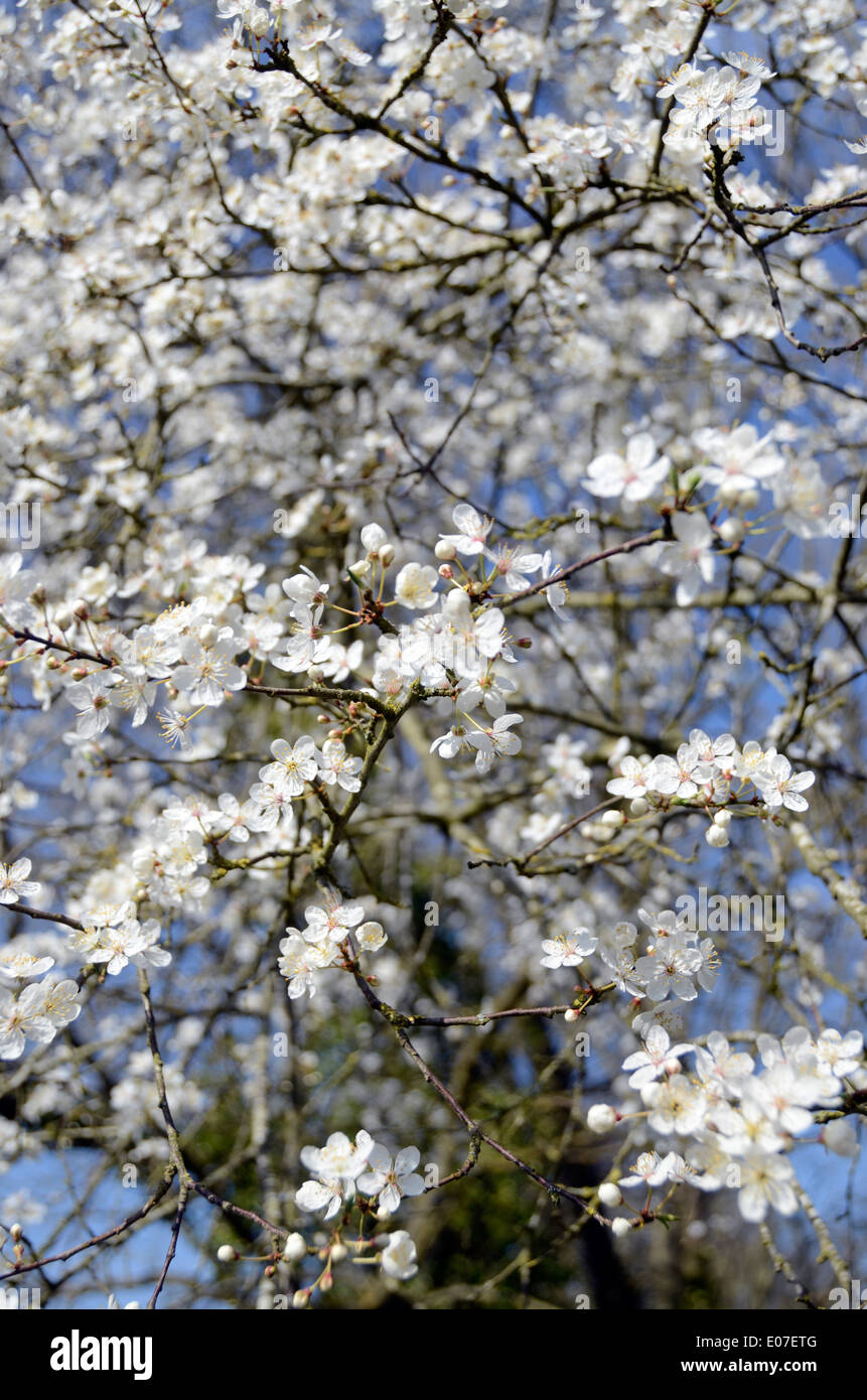 What spring does to cherry trees hi-res stock photography and images ...