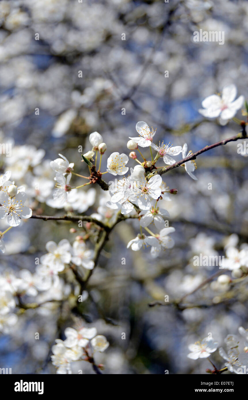 Spring blossom on cherry trees in south of England. UK Stock Photo - Alamy