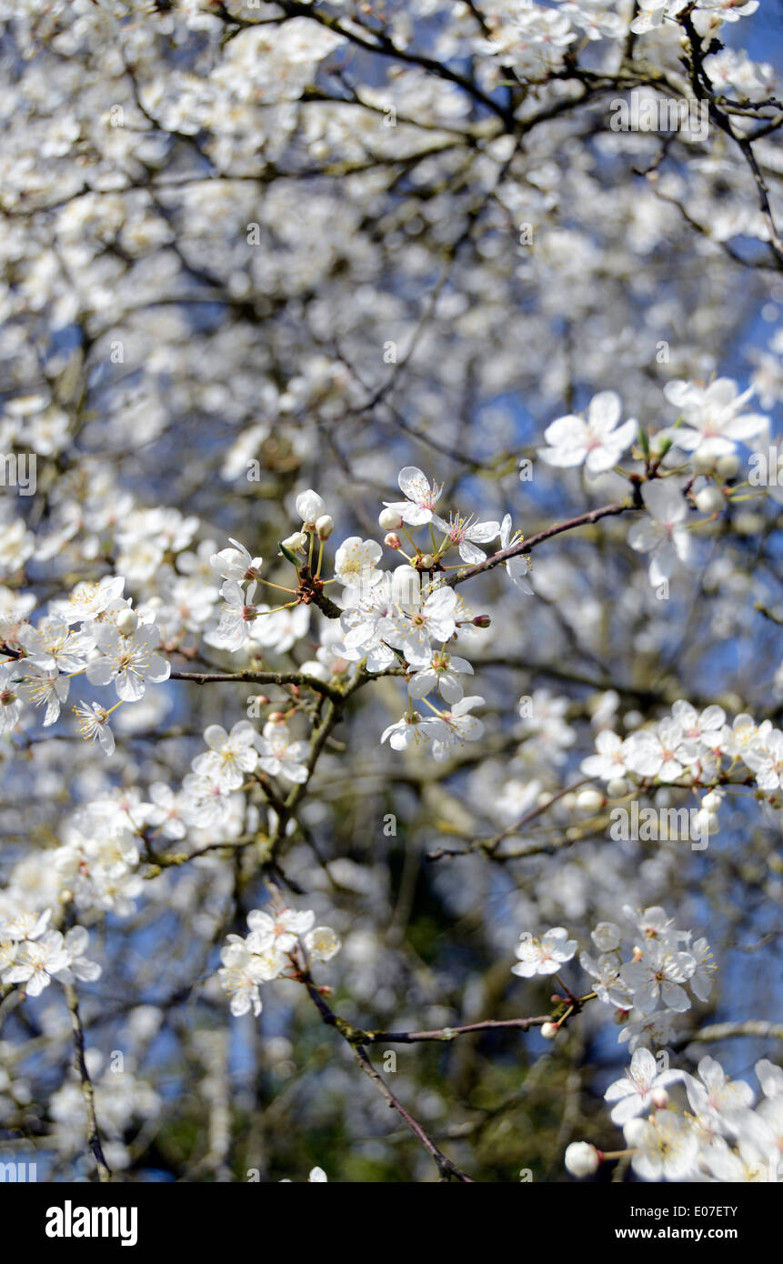 Spring blossom on cherry trees in south of England. UK Stock Photo - Alamy