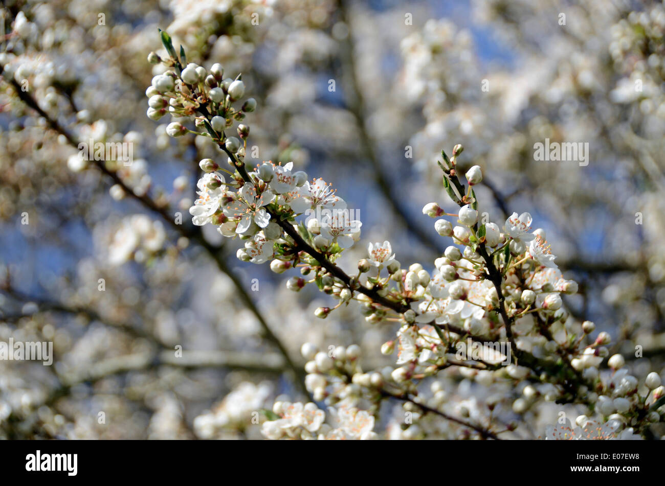 Spring blossom on cherry trees in south of England. UK Stock Photo - Alamy