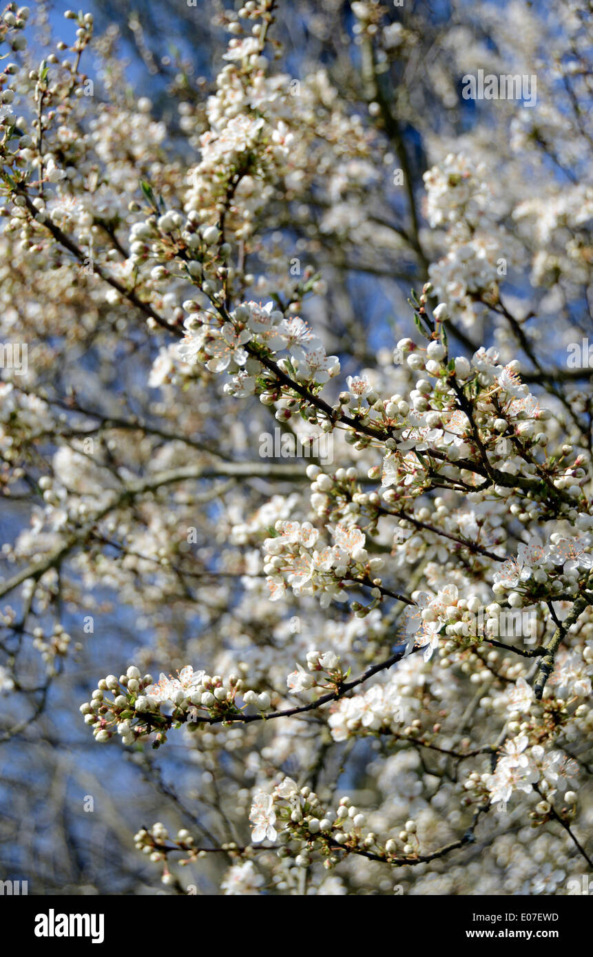 Spring blossom on cherry trees in south of England. UK Stock Photo - Alamy
