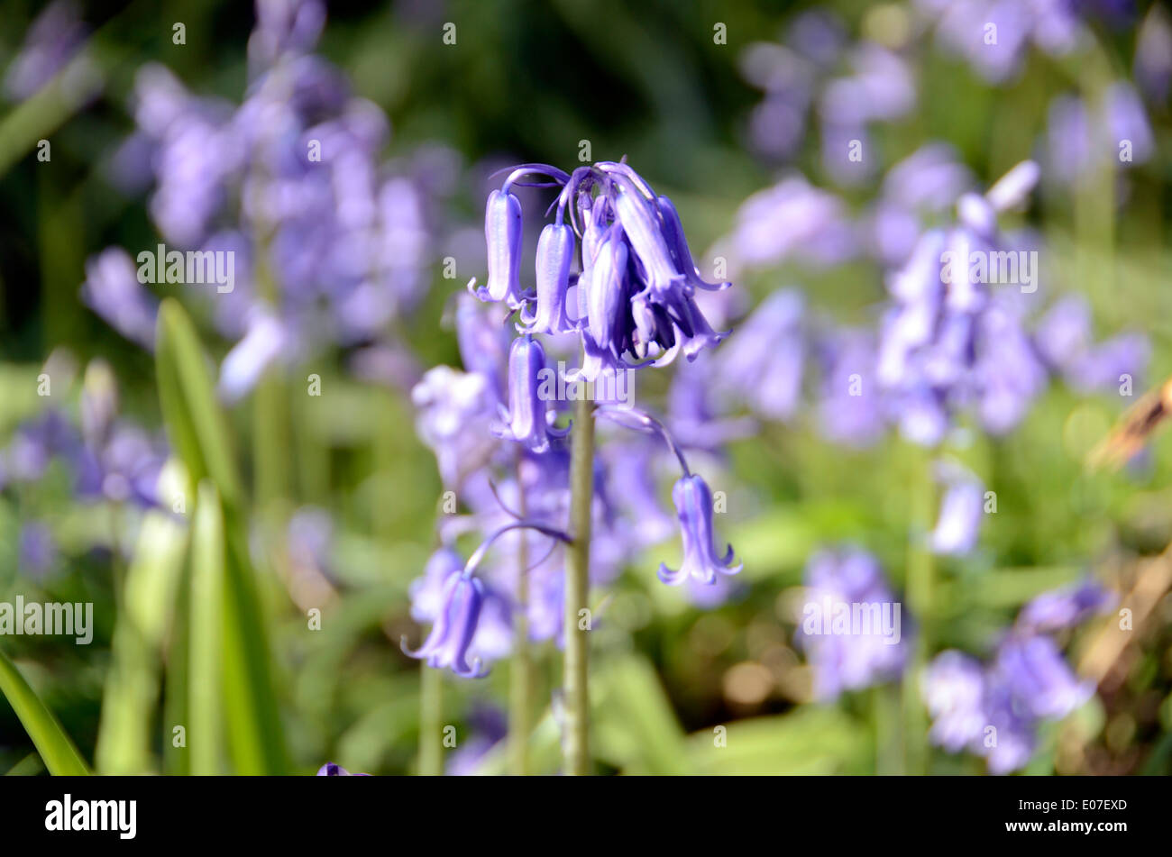 Greensand hi-res stock photography and images - Alamy