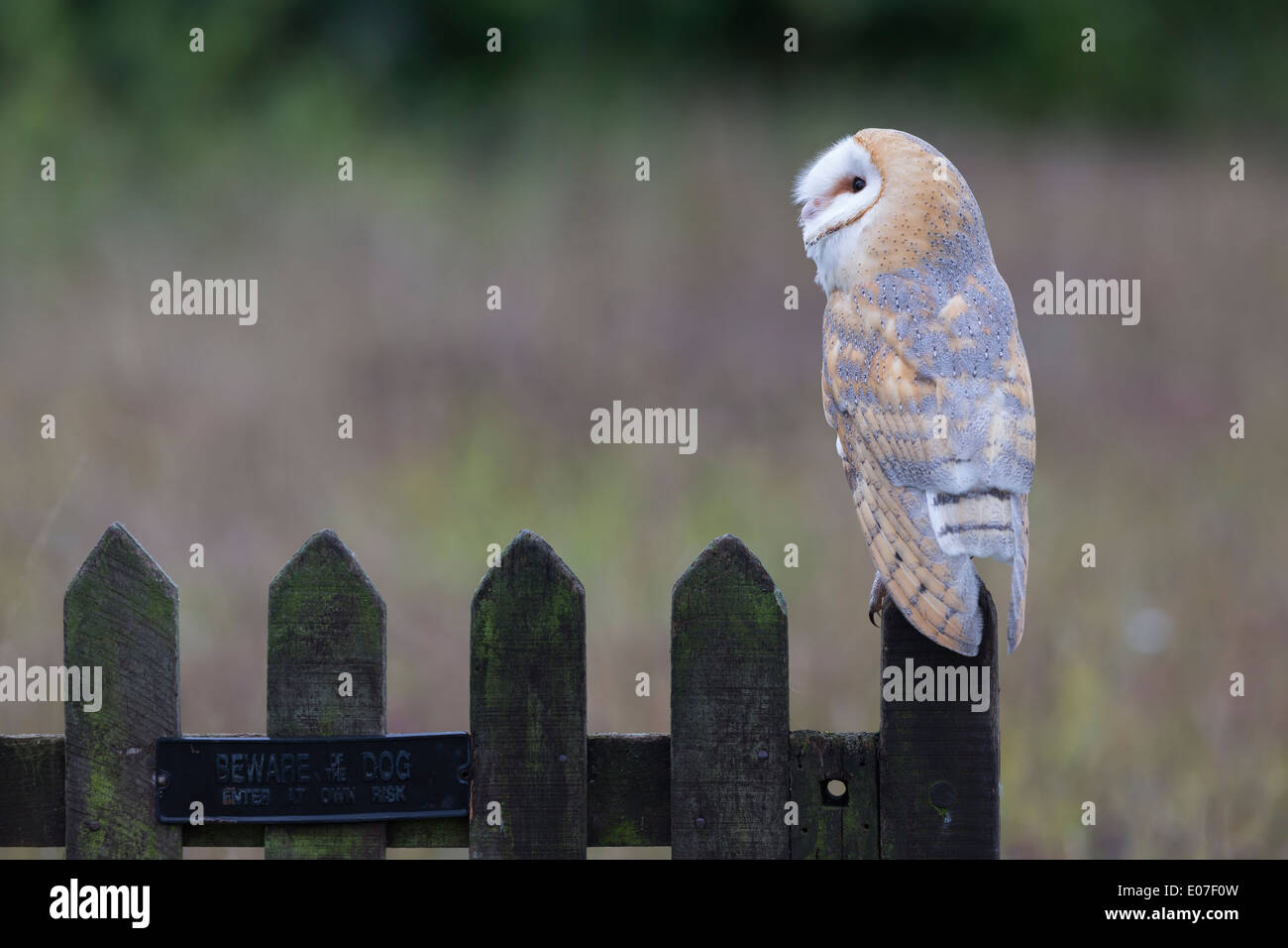 Barn owl Tyto alba, adult, perhced on gate with 'Beware of the Dog ...