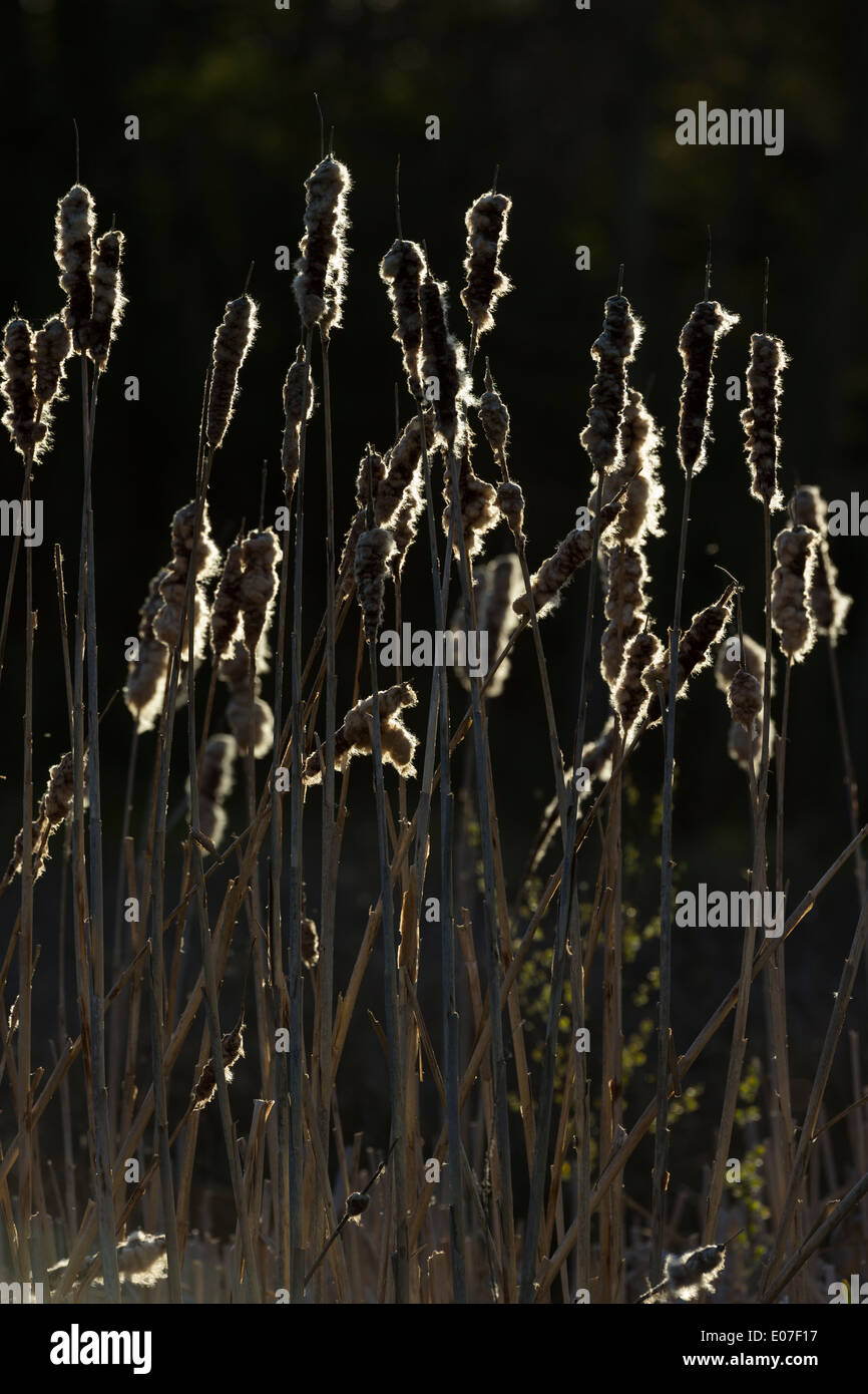 Bullrush silhouette hi-res stock photography and images - Alamy