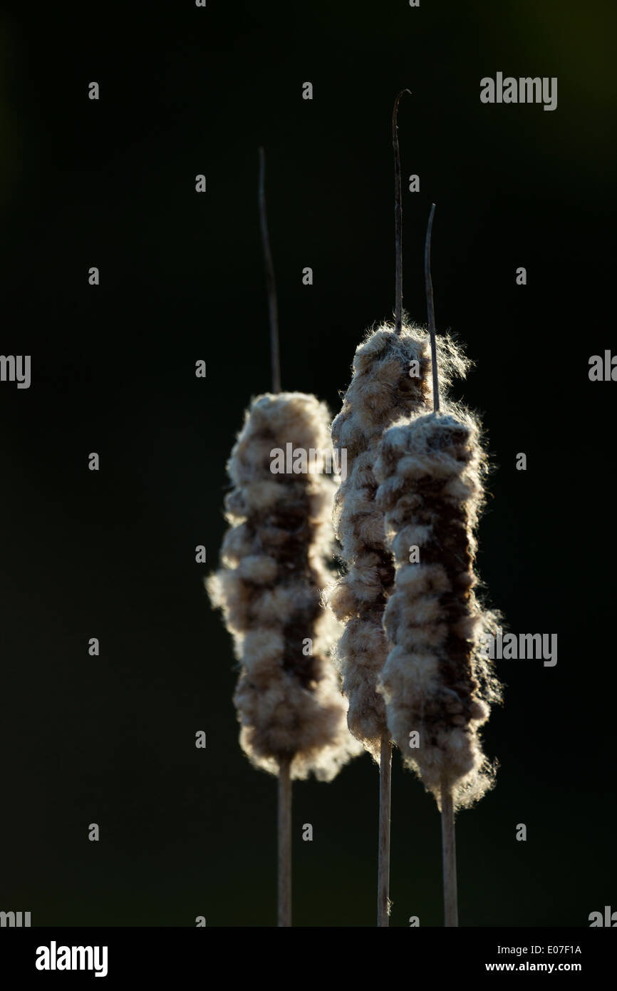 Bullrush silhouette hi-res stock photography and images - Alamy