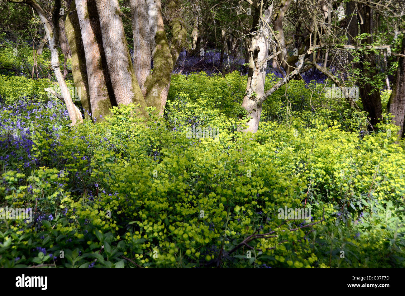Wild euphorbia or spurge among bluebells in a woodland glade on ...