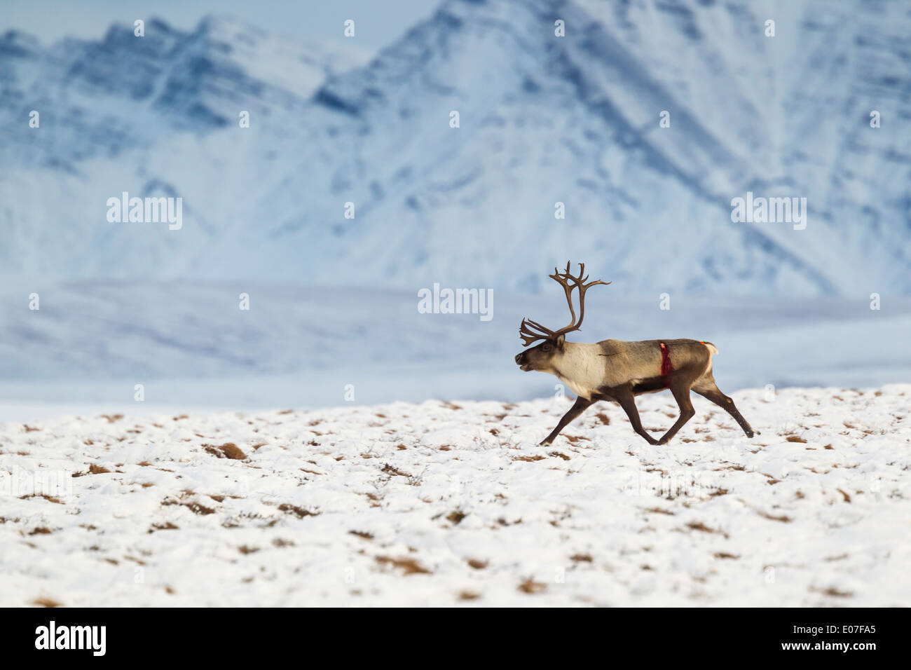 Nearctic region hi-res stock photography and images - Alamy