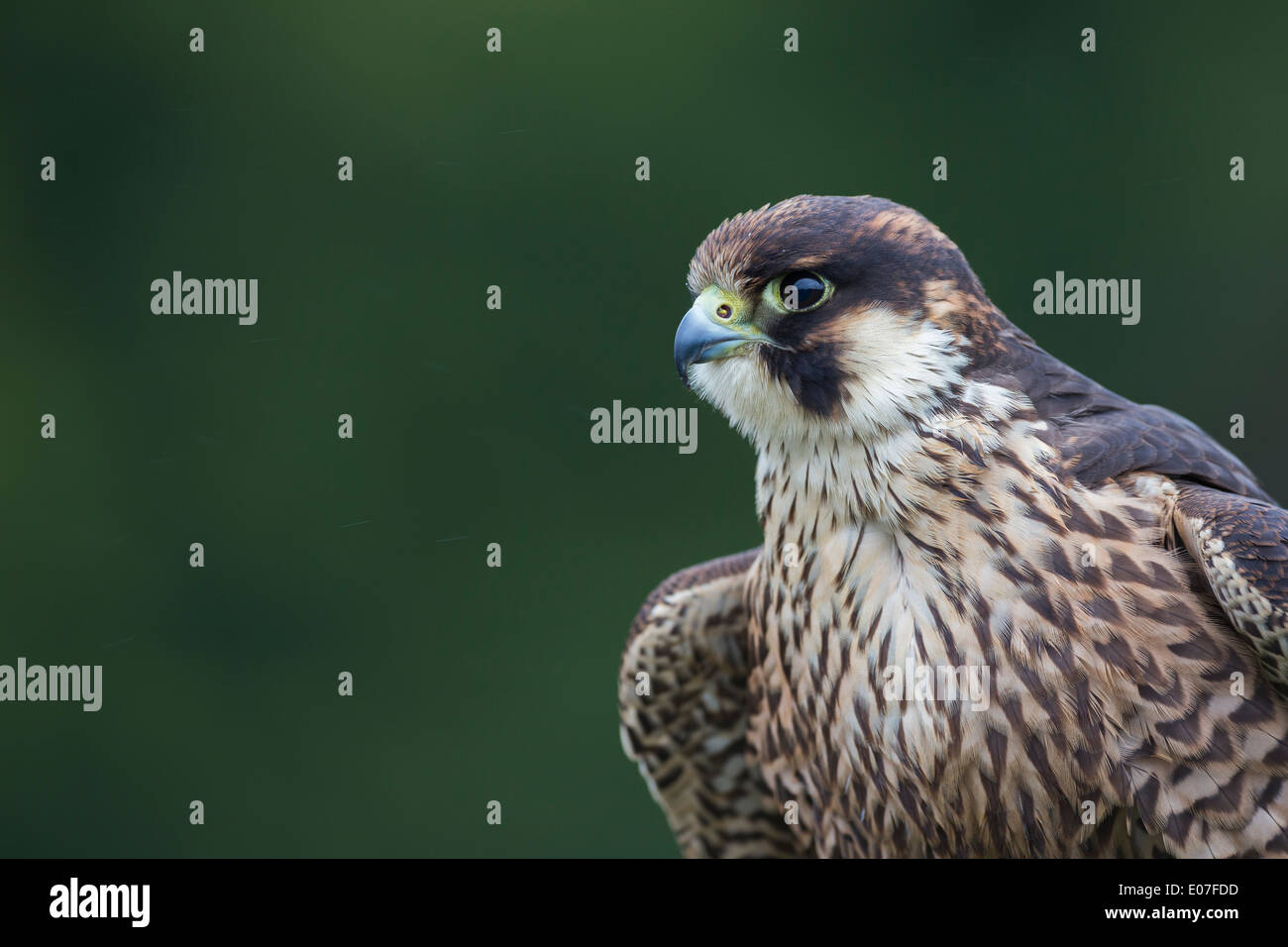 Falco peregrinus rain hi-res stock photography and images - Alamy
