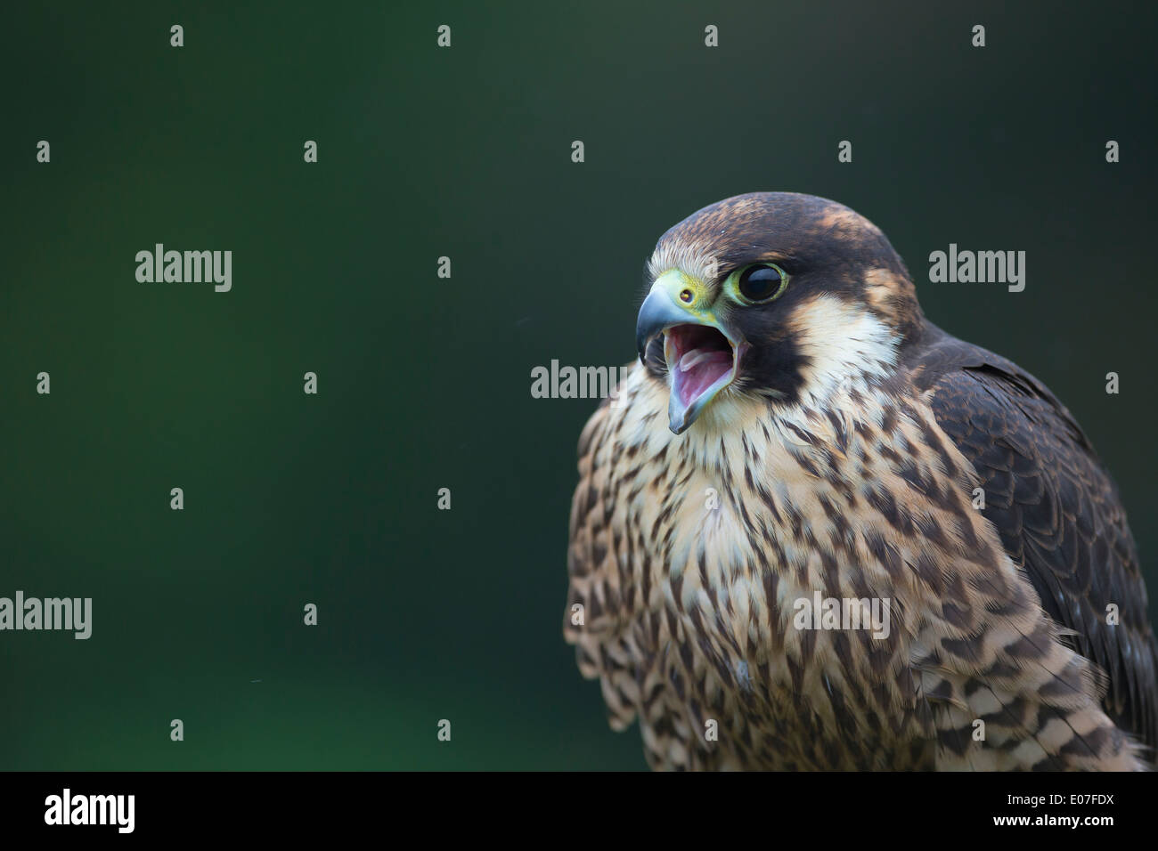 Falco peregrinus rain hi-res stock photography and images - Alamy
